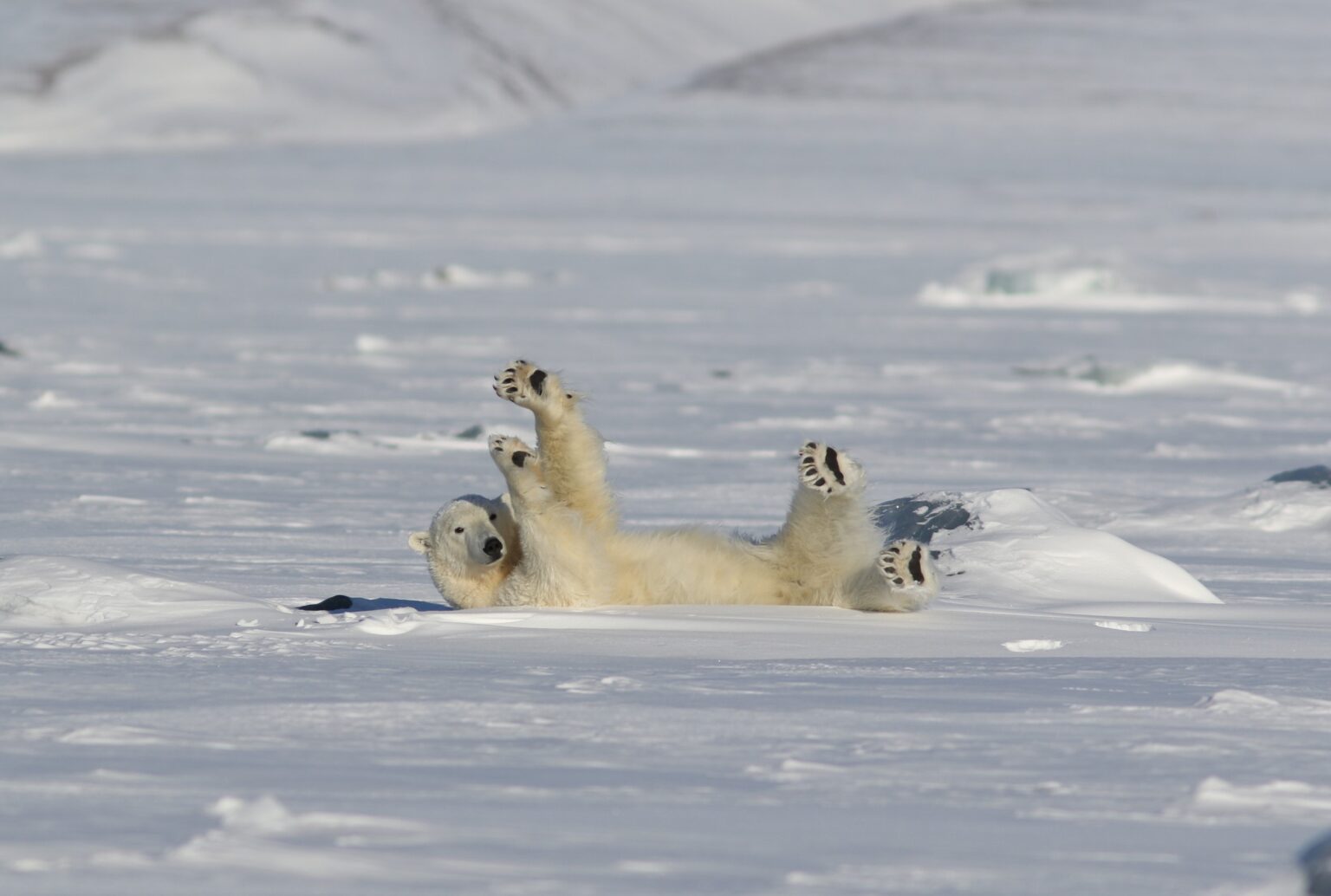Tom Foreman: Ako som fotil ľadové medvede | Vydavateľstvo Tatran